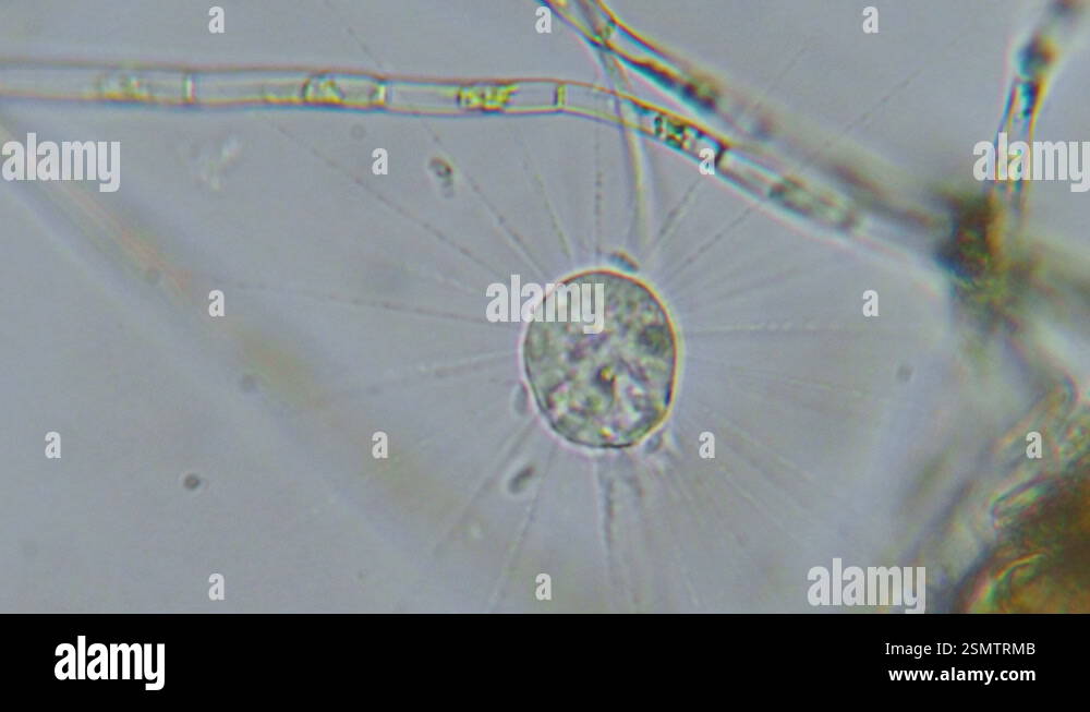 Research Scientists Unicellular Organisms. Soil Microorganisms Under ...
