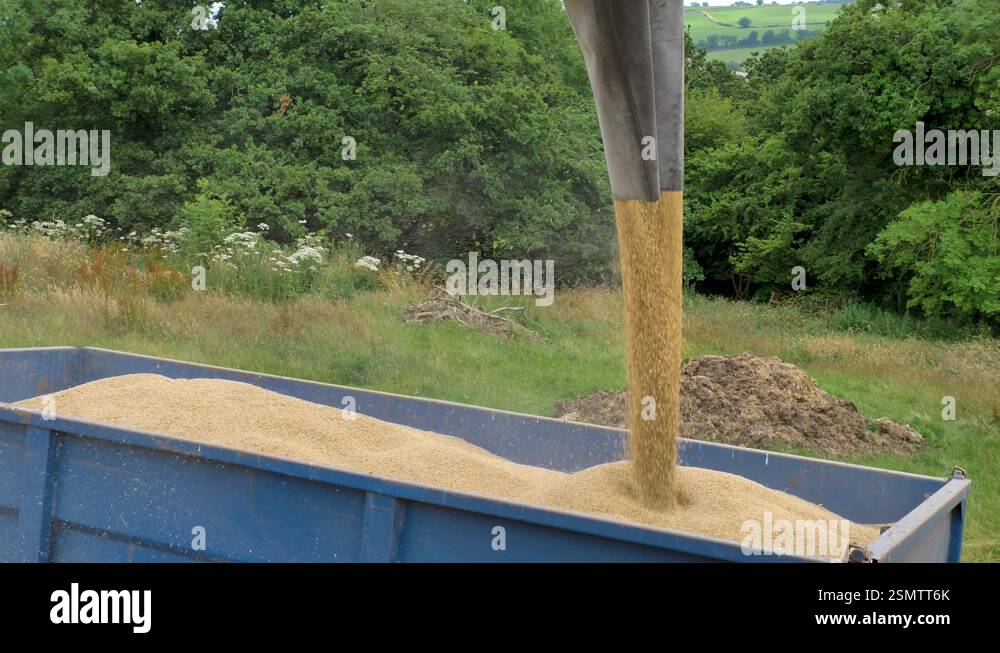 Close-up view of harvested barley cascading into a farming container ...