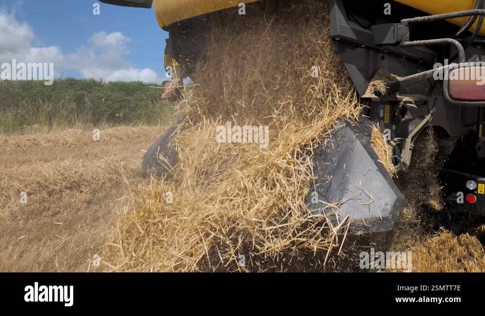 Straw falling gently from the back of a combine harvester in a freshly ...