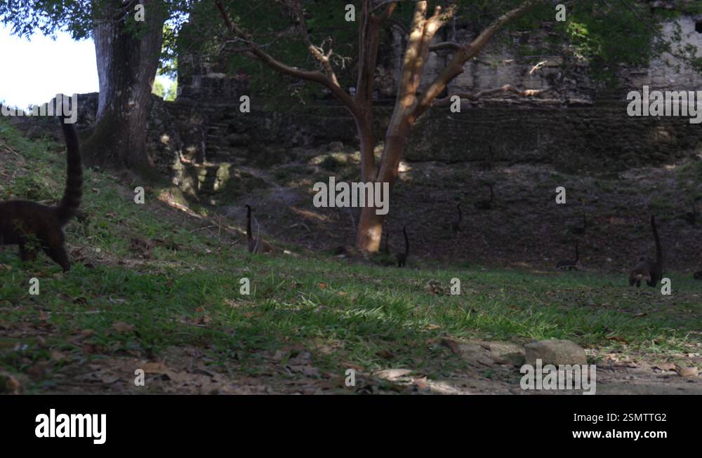 White-nosed coati coatimundi in ancient Mayan ruins city Yax Mutal ...