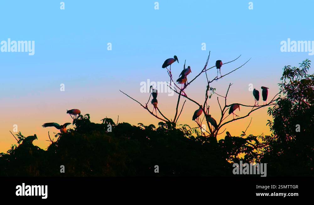Migratory stork birds resting on treetops at forest in twilight sky ...