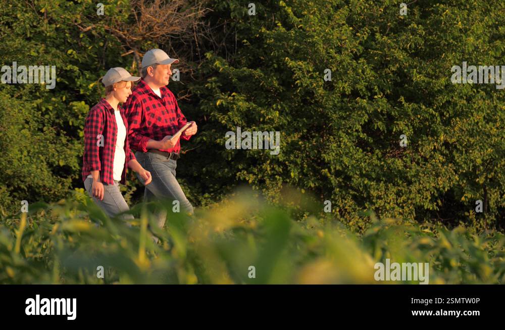 Man and woman agronomist going at corn field with tablet inspection ...