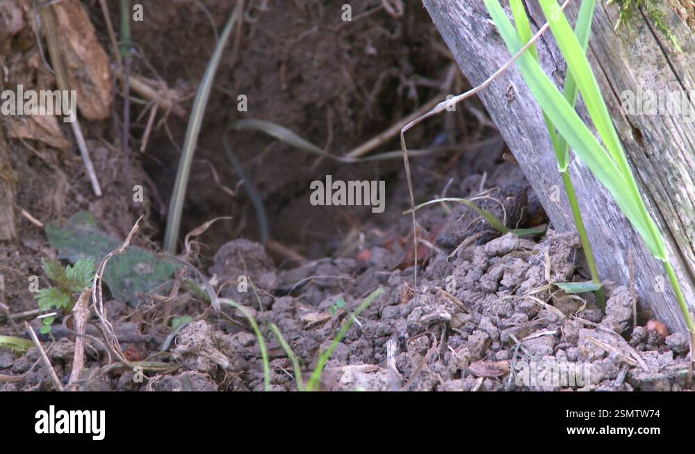 field mouse comes to the burrow with a plum Stock Video Footage - Alamy
