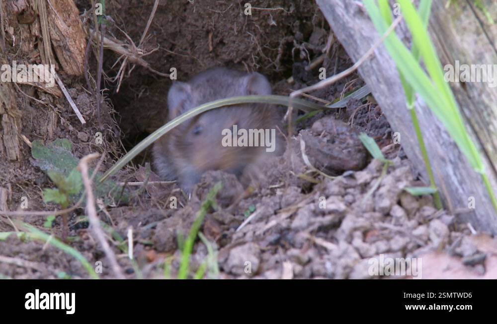 field mouse carries clods of earth from its burrow Stock Video Footage ...