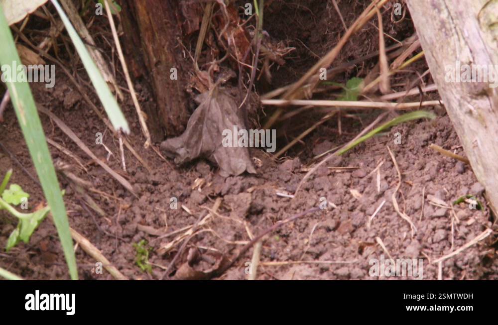 field mouse carries stuffing material in its burrow Stock Video Footage ...