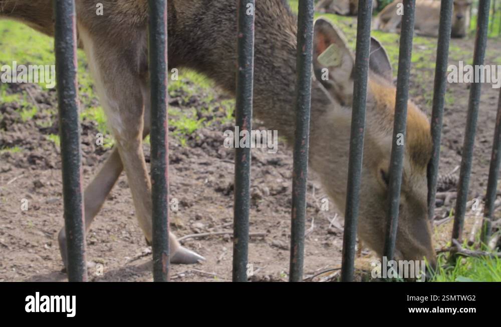 Metal outdoor bars Stock Videos & Footage - HD and 4K Video Clips - Alamy