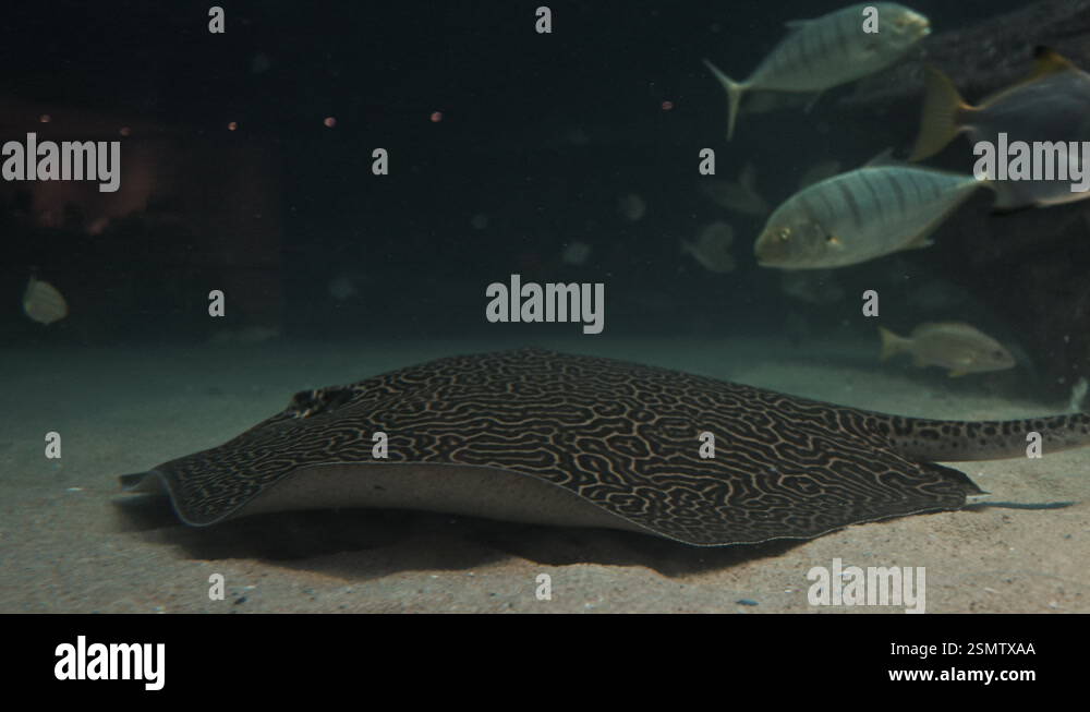 Cute gray eagle stingray salt water fish swimming around up to the ...