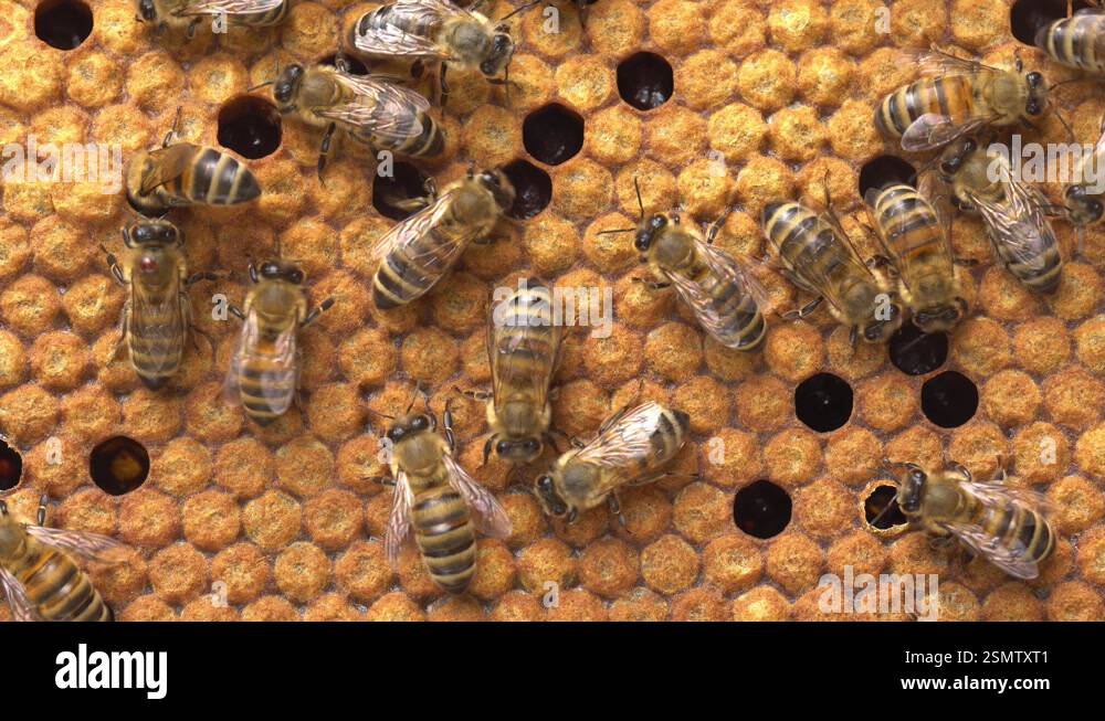Pupae and larvae of bees in capped cells. Brood Cells. Organic ...