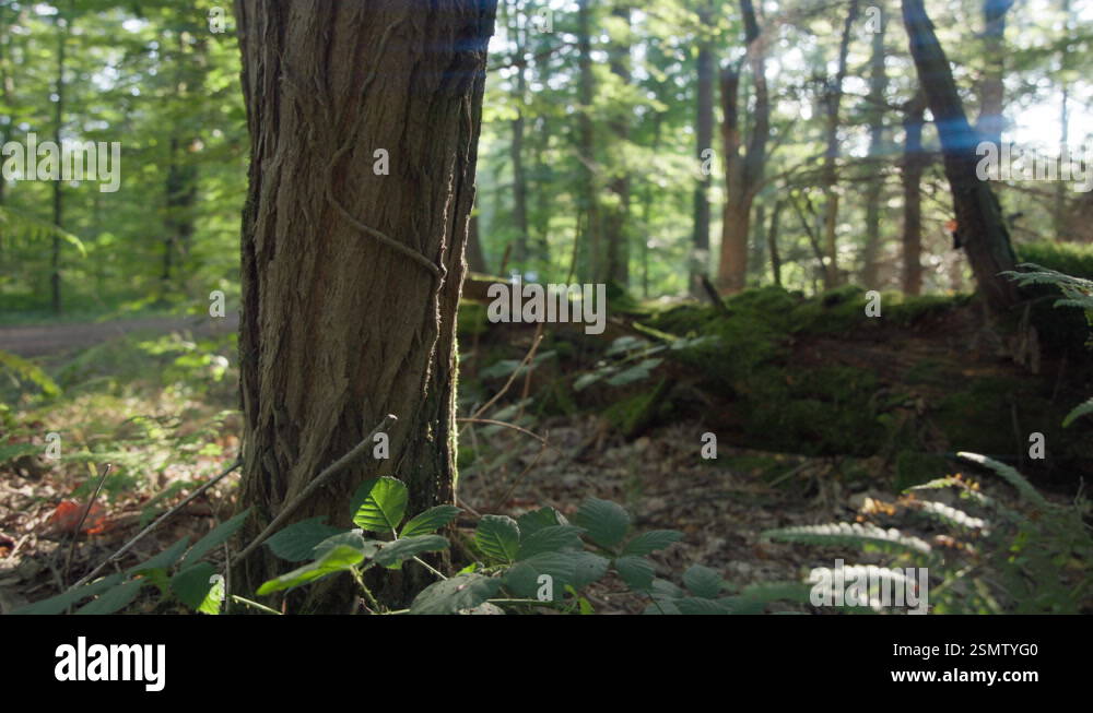 Orbiting shot around an old tree surrounded by dense forest, wide shot ...