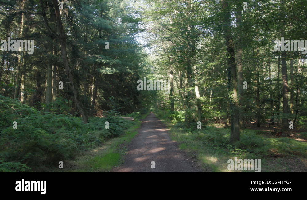Camera tilting up to the sky along a dirt forest road, wide shot Stock ...