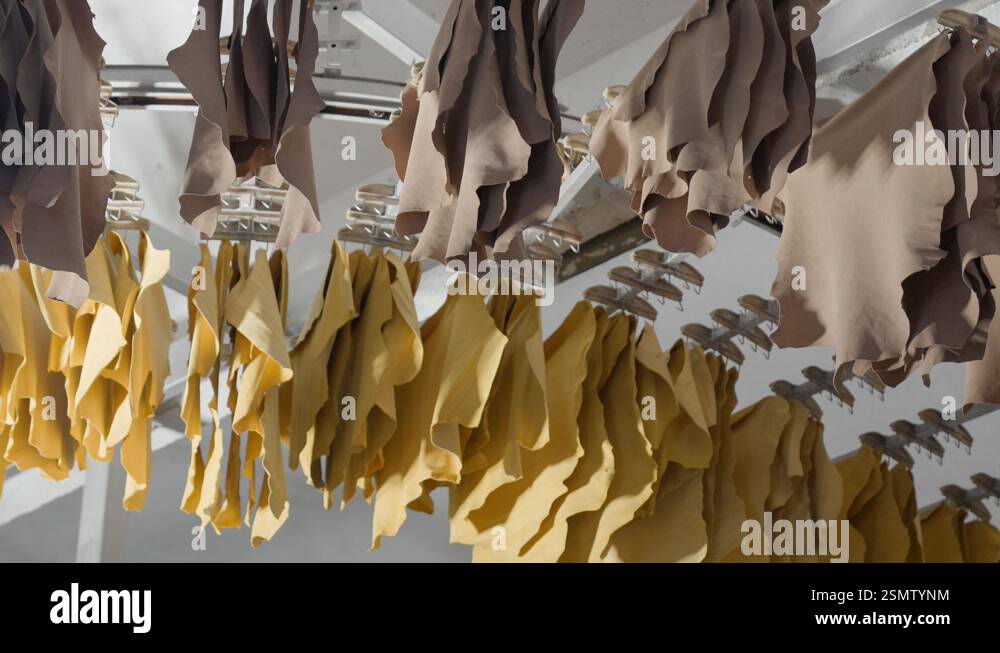 Processed Animal Hides Hanging On Industrial Drying Rack In A Leather ...