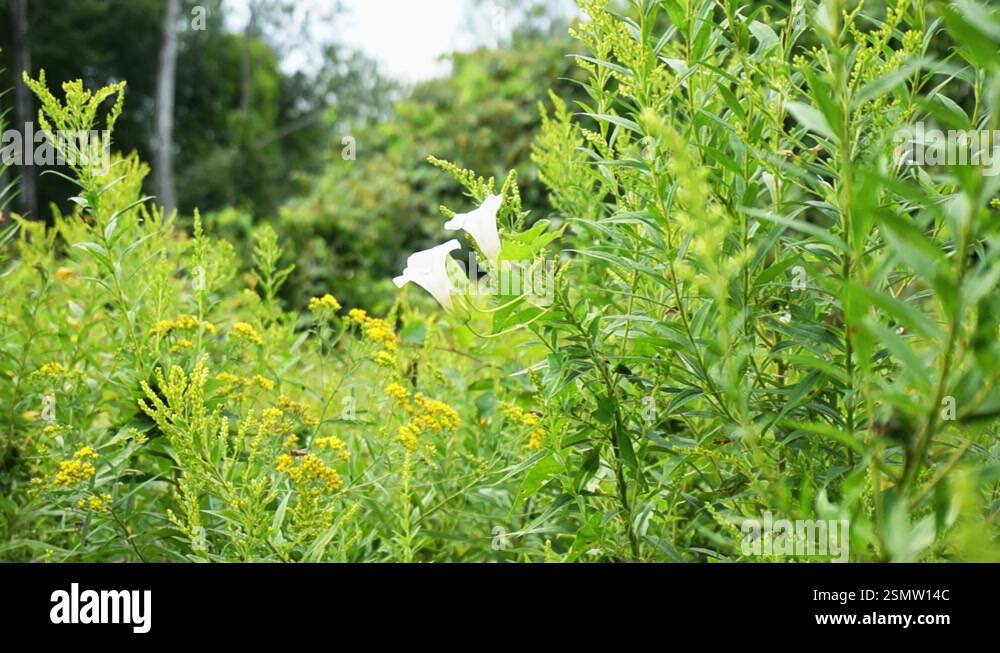 Two white bell shaped flowers stand out in a thicket of lush green ...