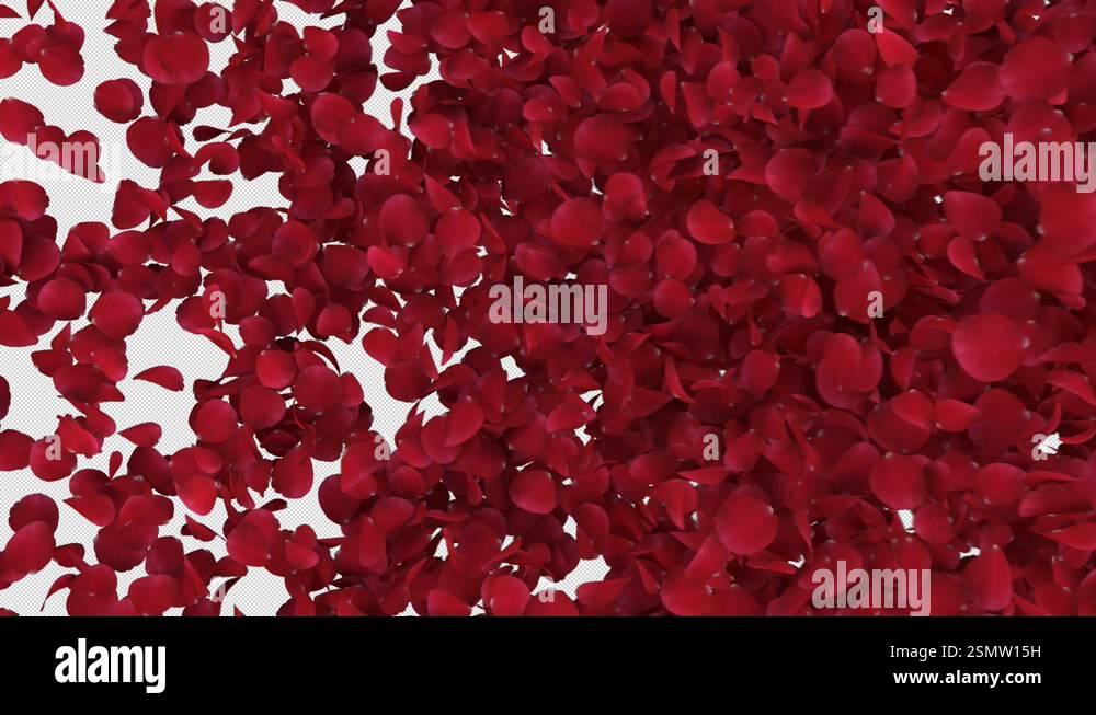 Rose Transition on Alpha Channel Stock Video Footage - Alamy