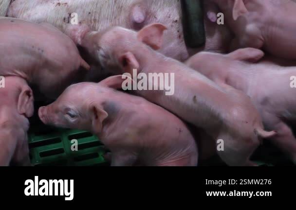 Real time pan right heavy mother pig lying in farrowing pen with metal ...