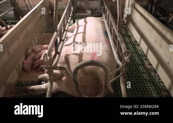 Real time zoom in large heavy mother pig lying in farrowing pen with ...