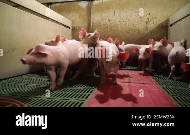 Real time handheld shot of litter of piglets moving on slatted floor ...