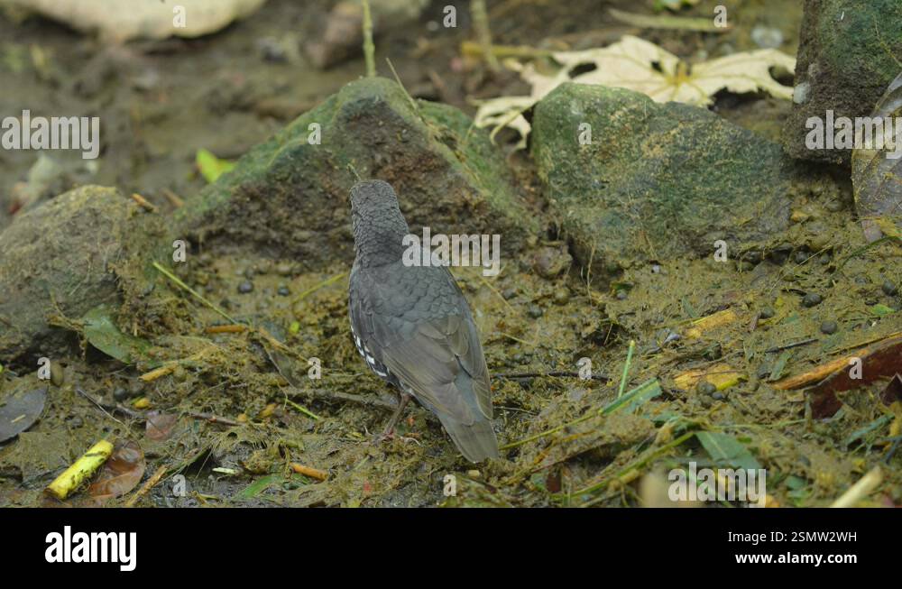 Back view of Sunda thrush (Zoothera andromedae) bird in the jungle ...