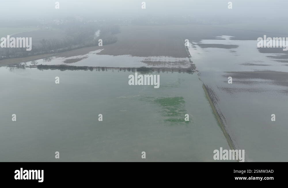 Flood wheat blight mud Triticum aestivum plants field damaged flooded ...