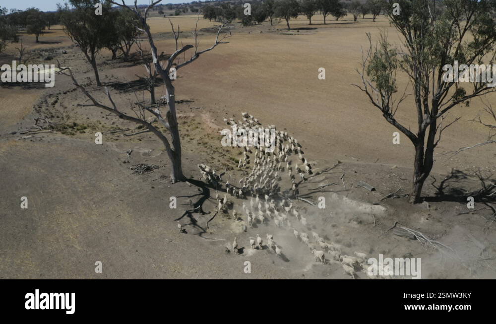 Sheep flocking on dry farm in drought aerial Stock Video Footage - Alamy