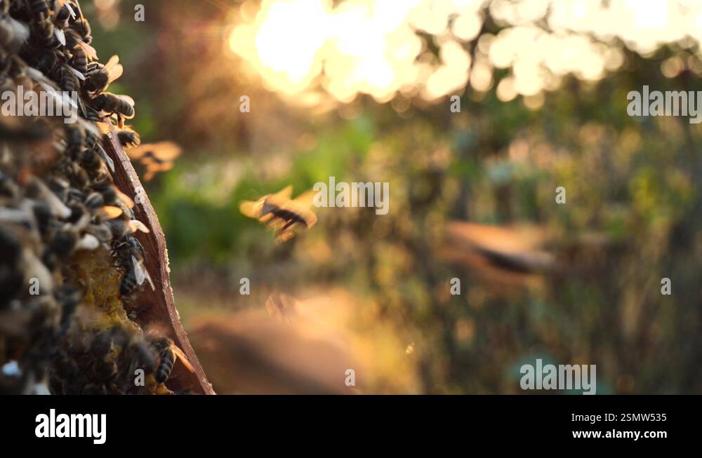 Bees in evening rays of sun Stock Video Footage - Alamy