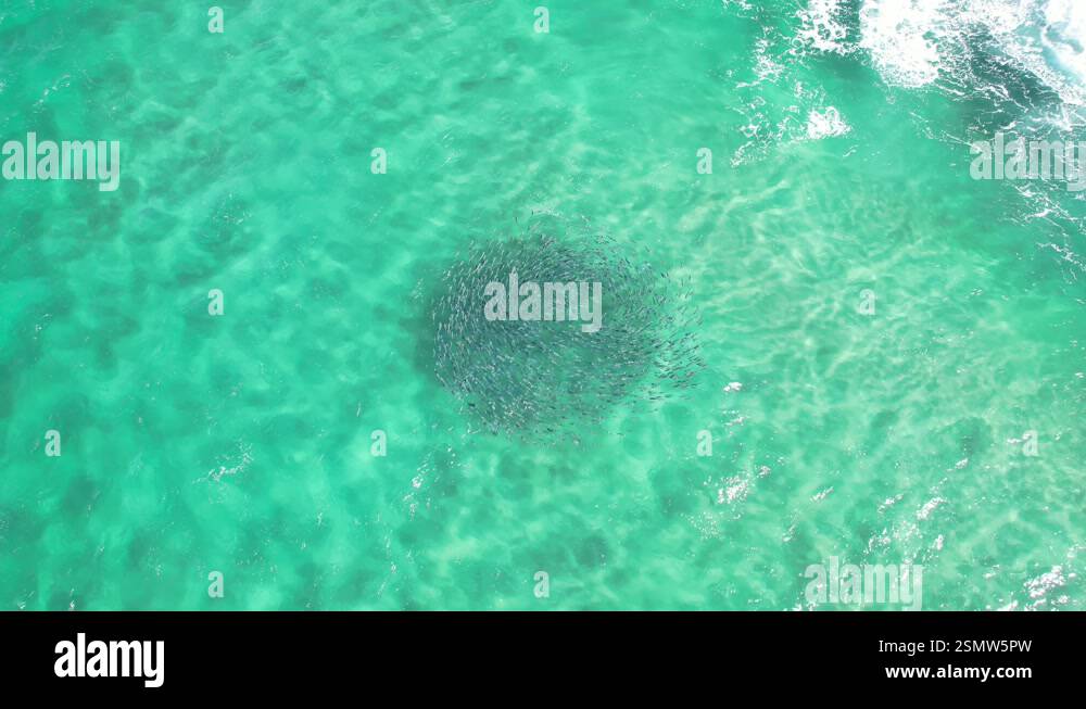 Aerial View Of Large School Of Mullet Fish In Ocean Water In New South ...