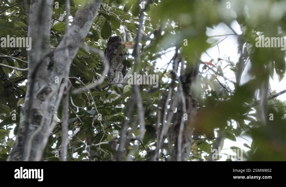 Rare bird of prey sitting high in tree hunting in amazon rainforest in ...