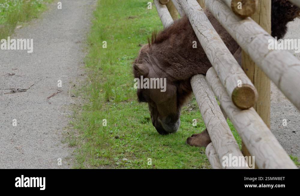 Closeup of a Bactrian camel's head as it eats green grass through a log ...