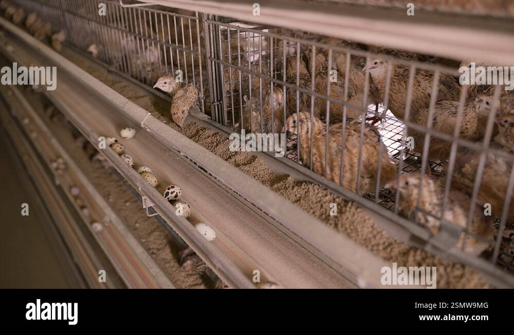 Quail birds walking inside the steel enclosure at the poultry farming ...