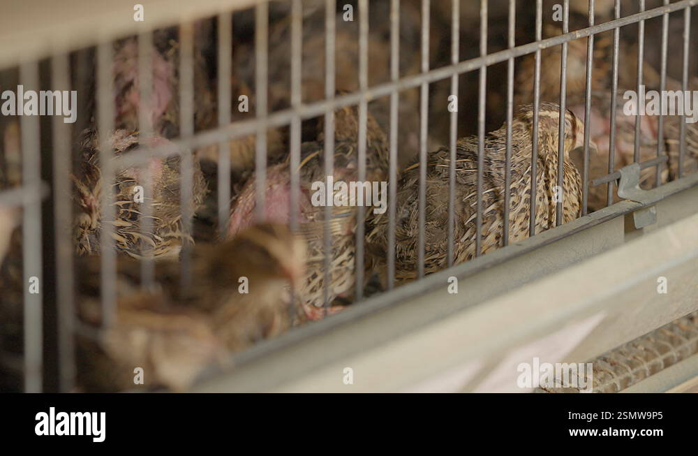 Quail birds growing at the agricultural poultry farm for egg production ...