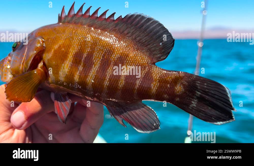 Cabrilla Stock Videos & Footage - HD and 4K Video Clips - Alamy