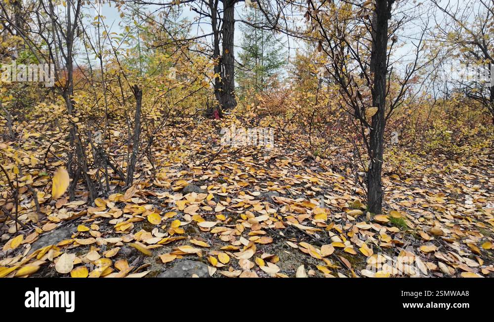 In the heart of Yakutia, golden leaves fall gracefully from trees Stock ...
