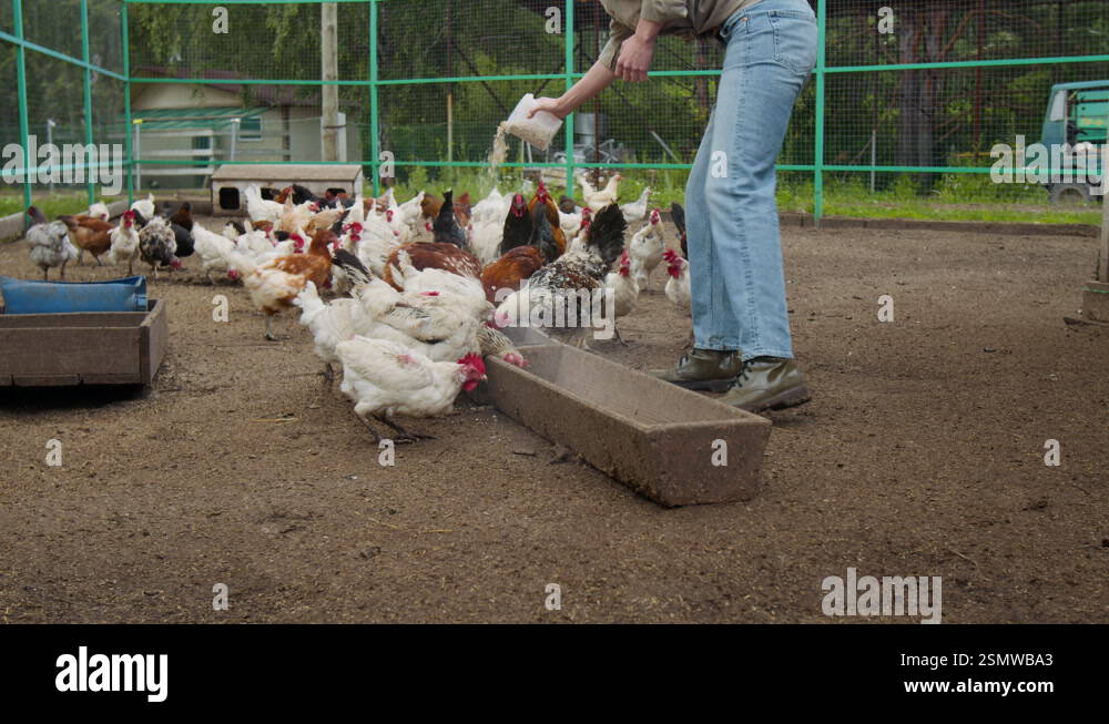 Female Farmer Pouring Chicken Feed into Troughs for Hungry Birds Stock ...