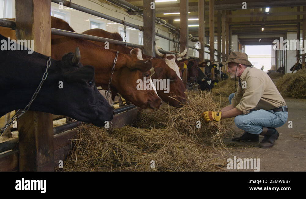 Caring Senior Farmer Carrying Armfuls of Hay for Dairy Cows in Barn ...