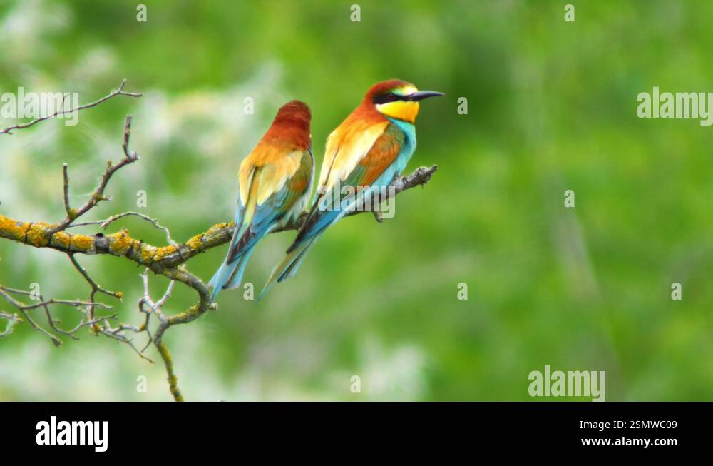 one couple of two bee-eaters (Merops apiaster) sit on a branch and ...
