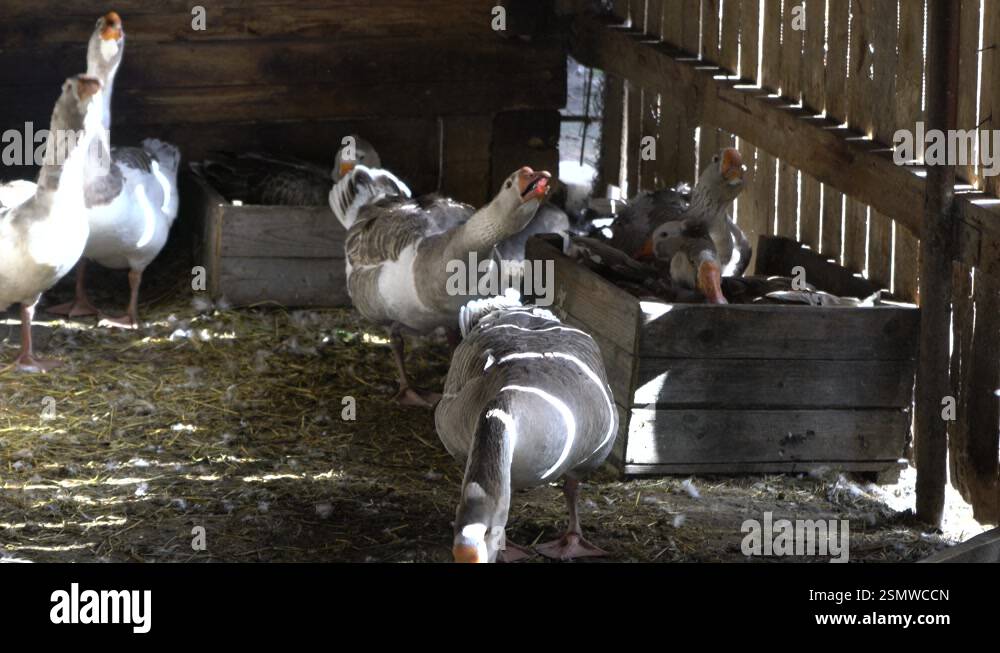 Livestock private farm. Geese in a farmer's goose house. Small ...