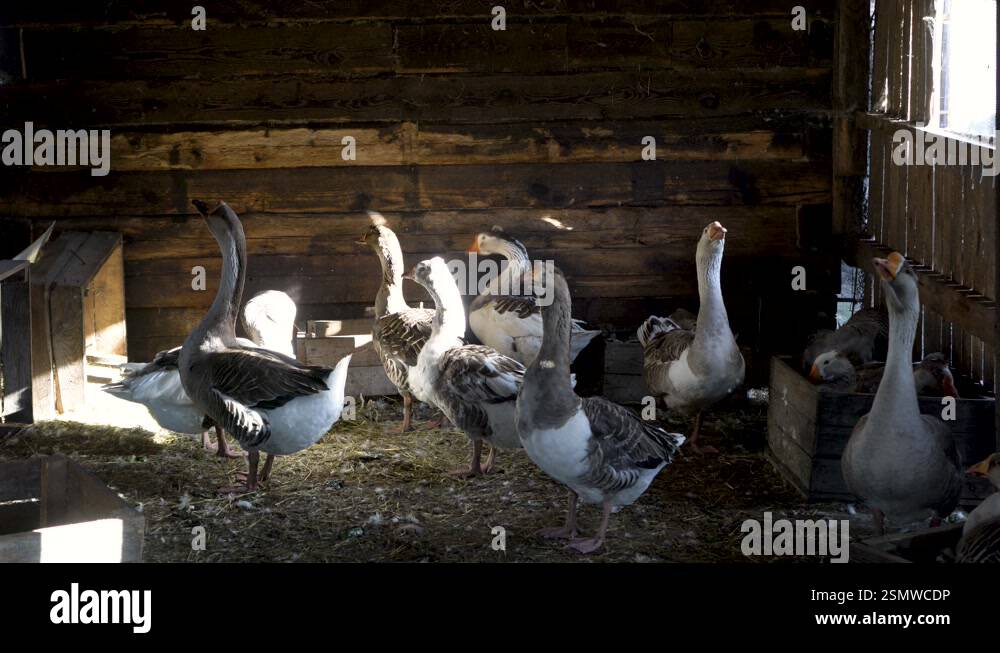 Livestock private farm. Geese in a farmer's goose house. Small ...