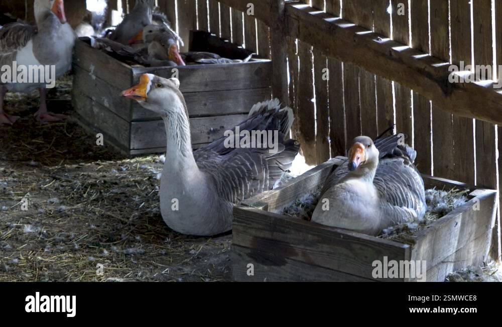 Livestock private farm. Geese in a farmer's goose house. Small ...