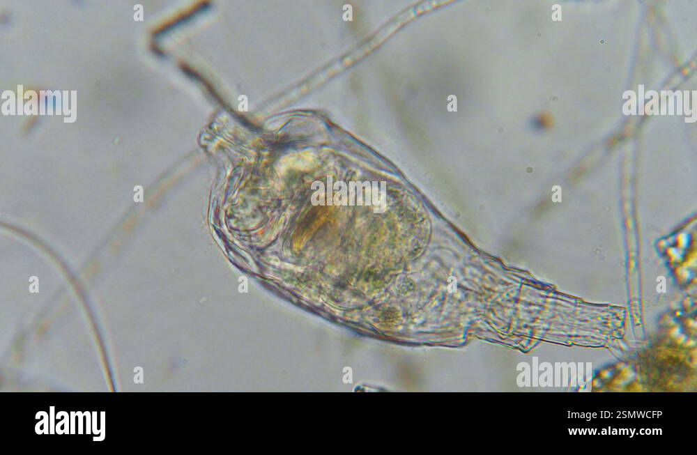 Research Scientists Unicellular Organisms. Soil Microorganisms Under ...