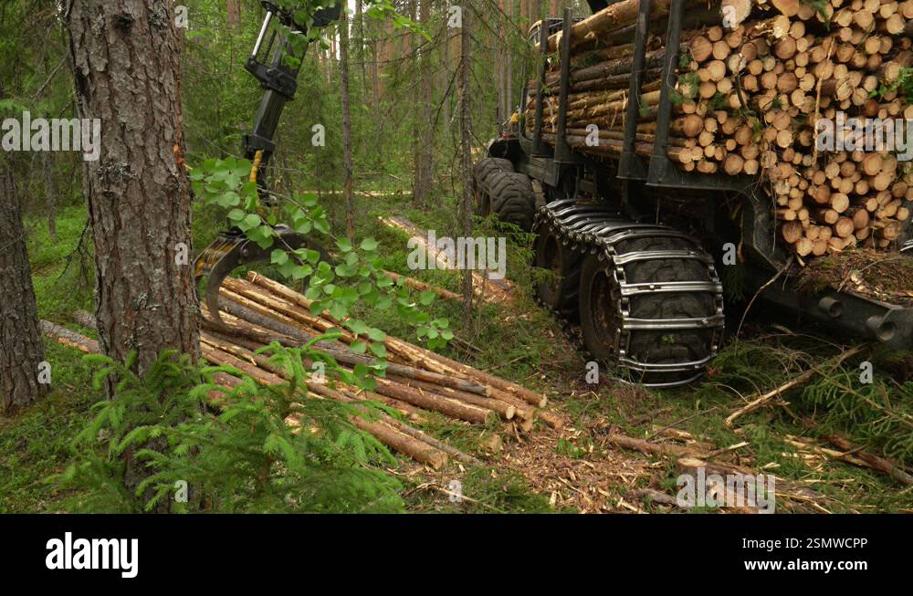 A forwarder loader loads and transports felled logs in a forest ...