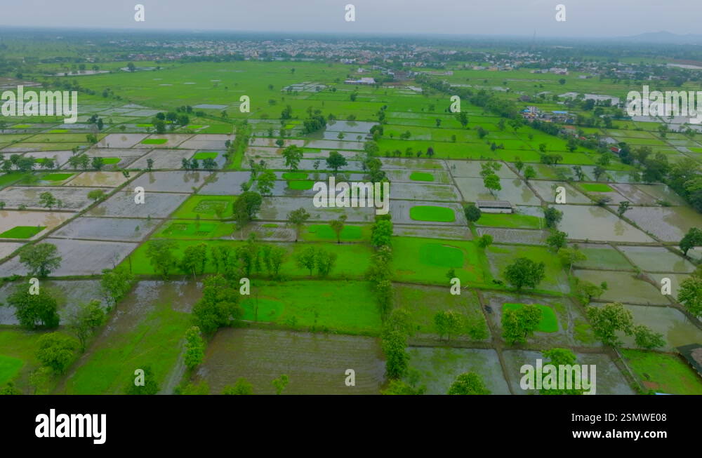 In the rainy season, river water entered the paddy field Stock Video ...