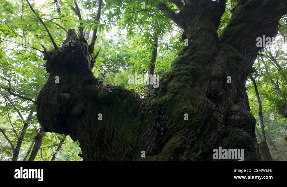 Enchanted forest and thousand-year-old chestnut tree with a trunk and ...