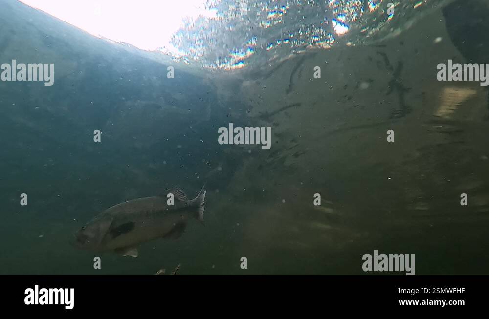 Several largemouth bass move back and forth below the surface of a lake ...