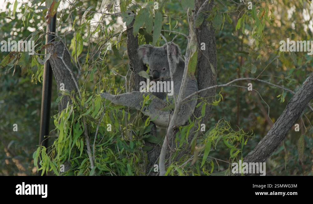 Closeup at quiet Koala hanging from wild Australian sanctuary tree ...