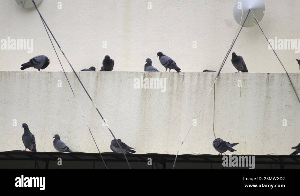 lots of pigeons stay on terrace wide view Stock Video Footage - Alamy