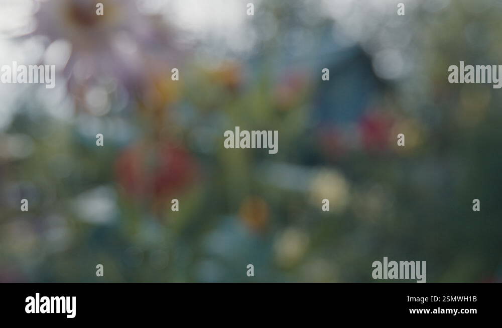 Summer garden blurry background with flowers and plants. Natural blur ...