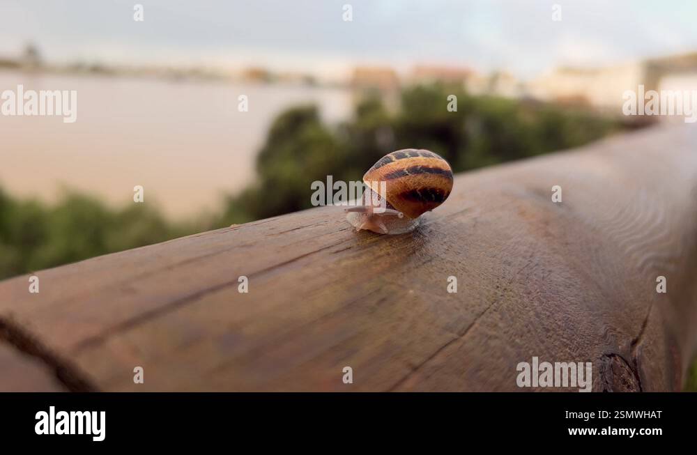 A close-up of a snail moving slowly across a wooden surface, with a ...