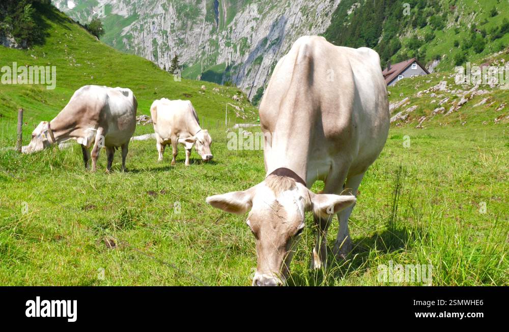 Zoom out shot of cow walking towards camera and cows grazing in the ...