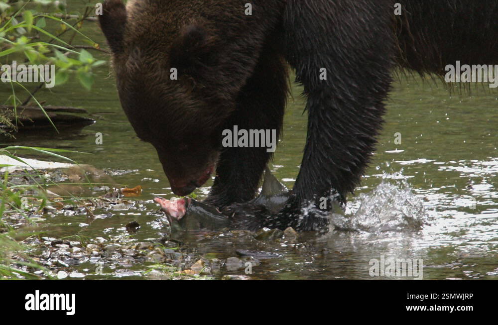 Nature close up: Grizzly bear bites spawning salmon as it struggles ...