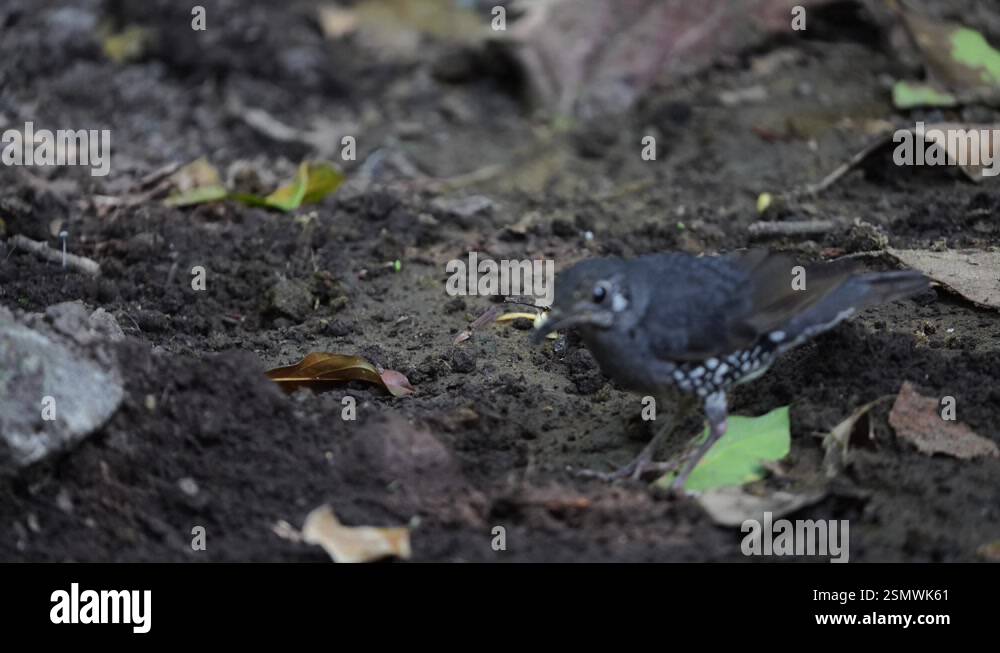 Feeding time, Sunda thrush (Zoothera andromedae) bird is a species of ...