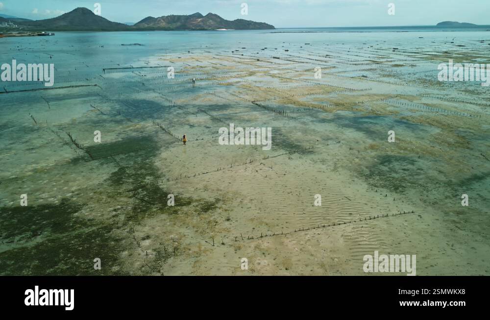 Indonesian island algae, aqua farming harvest industry locations ...